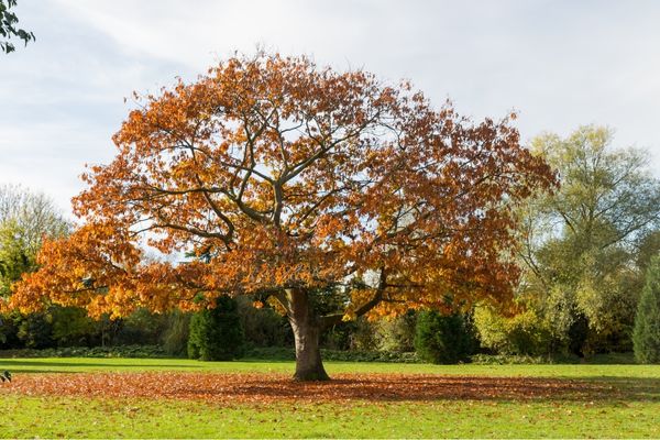 37 Of The Best Ways To Describe Trees Vividly To Capture Your Readers Tosaylib
